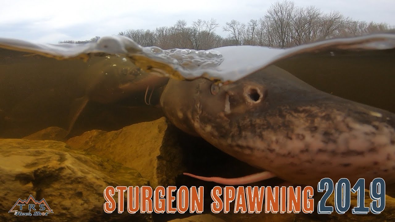 Winnebago/Wolf River Sturgeon Spawning 2019 - YouTube