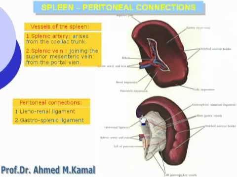 42- Relations of the spleen (Abdomen) - YouTube