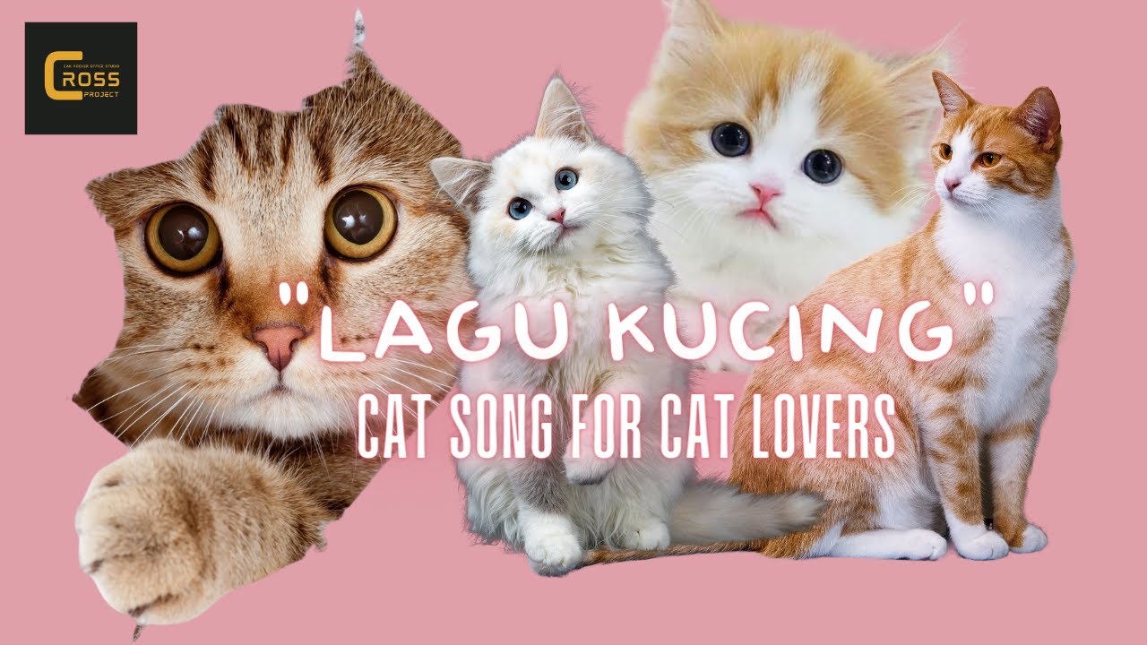 Cat Songs for Cat Lovers - Aris Cak Rocker - YouTube Music