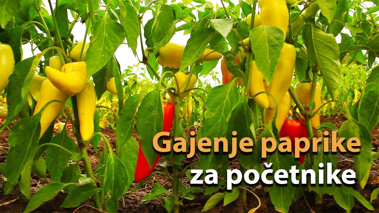 Gajenje paprike za početnike - YouTube