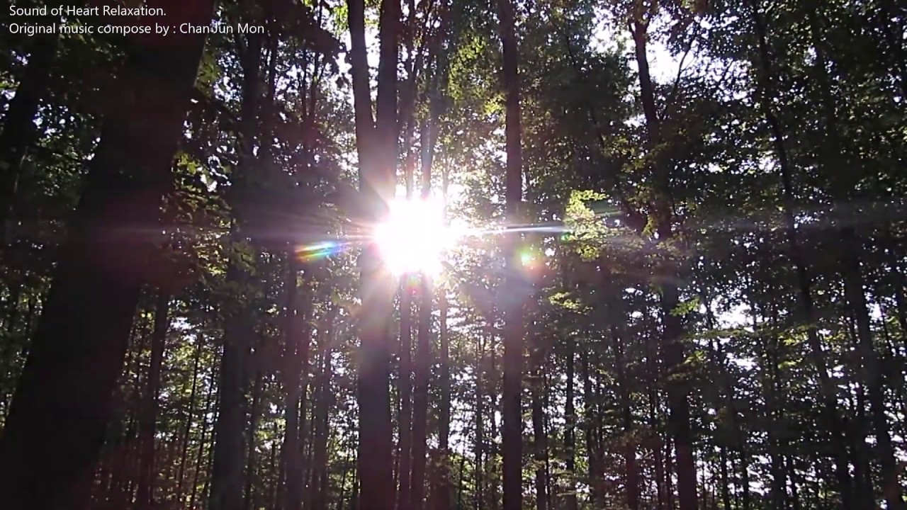 Relaxing music - sunlight in the forest - YouTube
