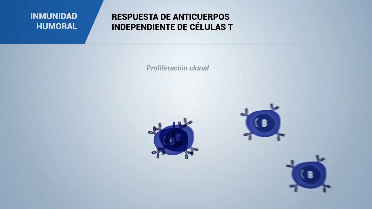 Inmunidad humoral: Respuesta de anticuerpos independiente de células T ...