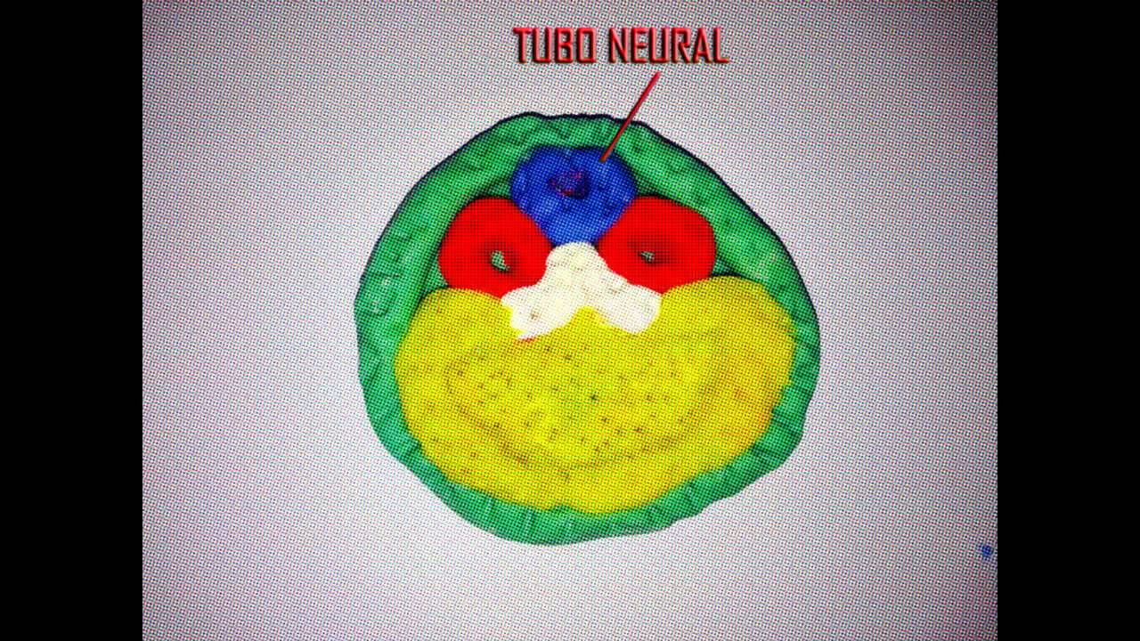 Segmentação ou Clivagem - YouTube