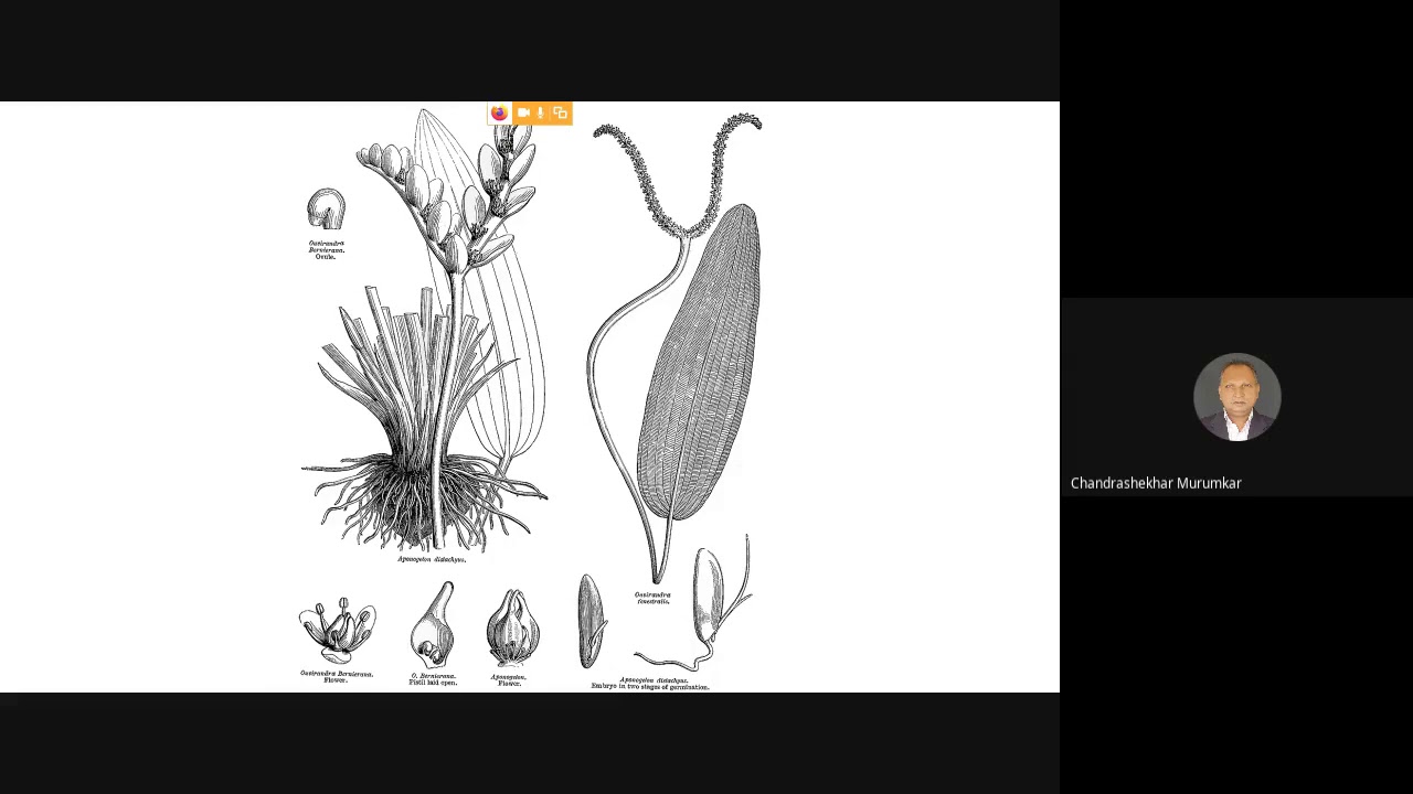 Monocot Families Aponogetonaceae, Najadaceae By Prin. Dr. C.V.Murumkar ...