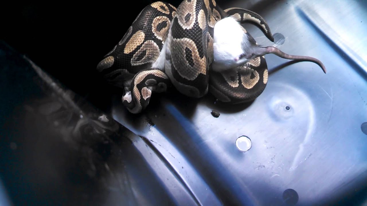 Snake Eats Rat at Lynns House - YouTube
