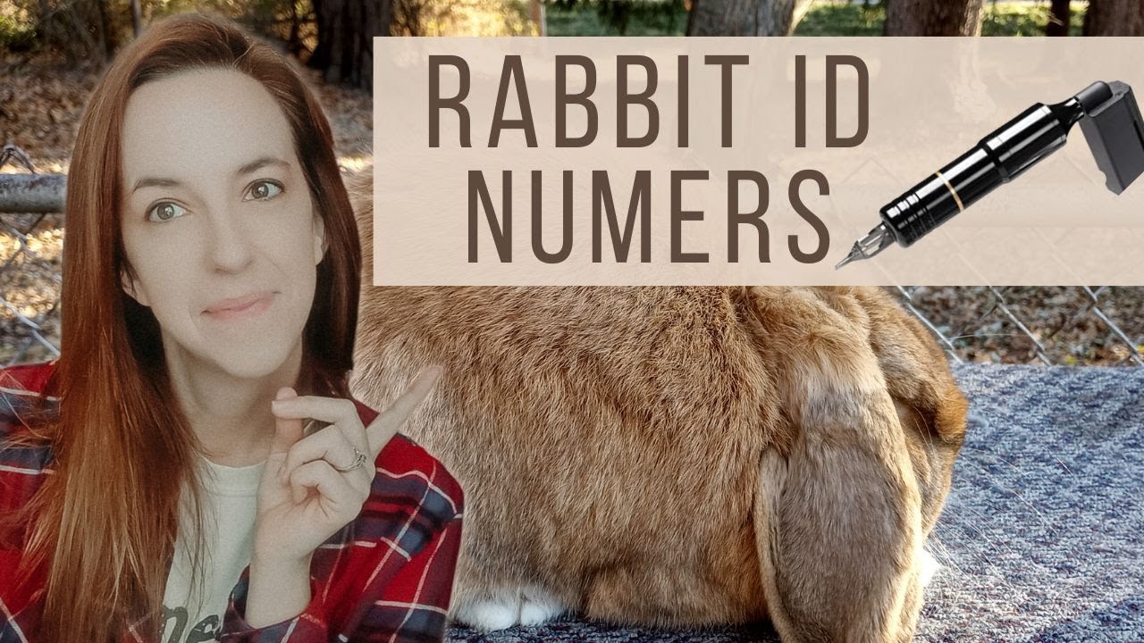 How To Tattoo A Rabbits ID Number - YouTube