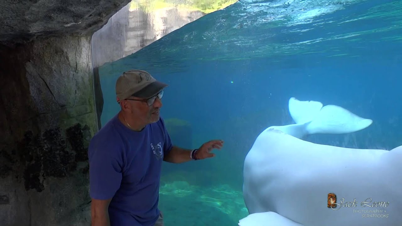 2015 0910 Juno Beluga Whale - YouTube