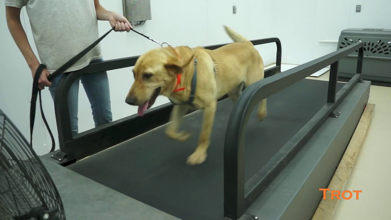 Canine Performance Lab Treadmill - YouTube