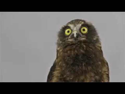 Bu dünyanın en komik baykuşu ve aynı zamanda çok komik video