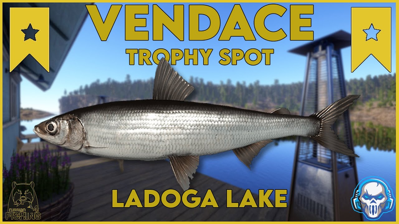 VENDACE TROPHY SPOT! LADOGA LAKE - Russian Fishing 4 #rf4 - YouTube