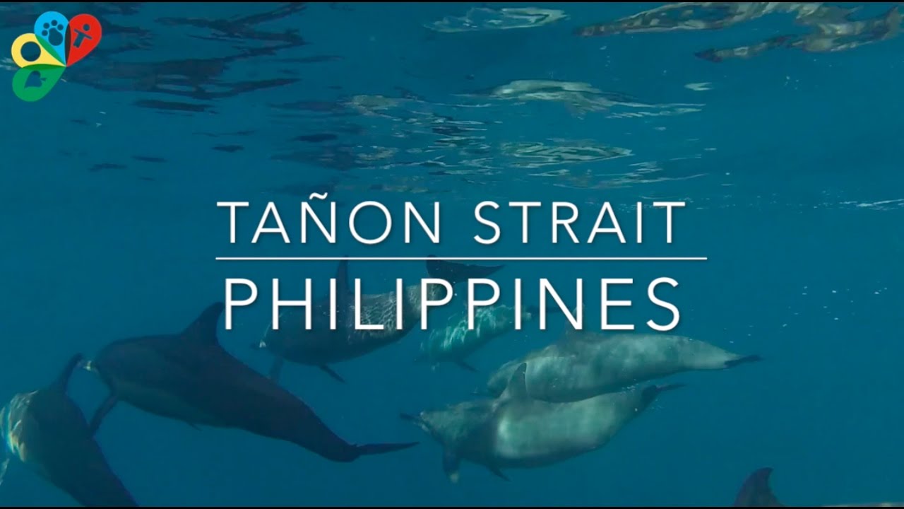 Tañon Strait - Biodiversity Management Bureau - YouTube