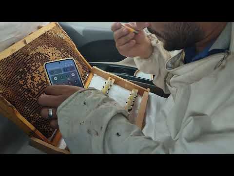 LARVA TRANSFERİ YAPIYORUZ | ANA ARİ ÜRETİMİ | ana arı üretimi nasıl yapılır