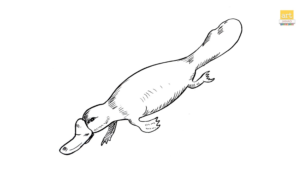 How to Draw Platypus drawing II Draw A Platypus drawing II part 01 II # ...