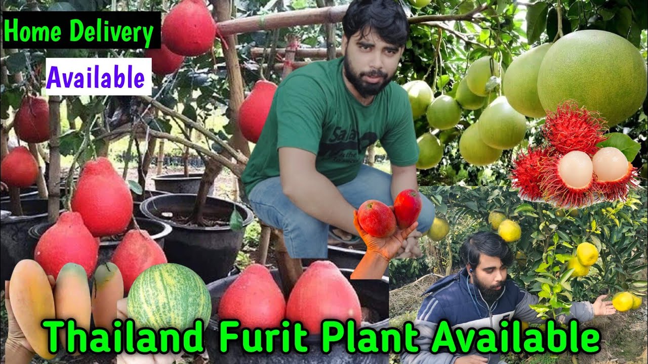 World Best Colourful Furit Plant//Thailand Furit Plant Available//All ...