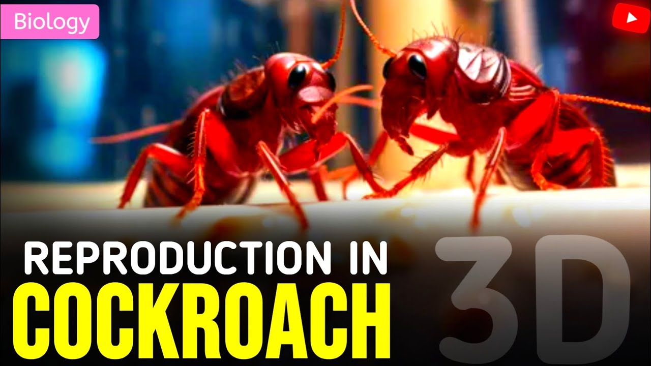 MALE AND FEMALE REPRODUCTIVE SYSTEM OF COCKROACHS || 3D ANIMATION ...