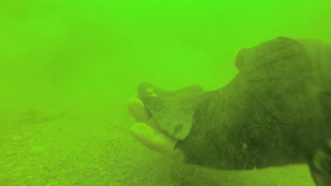 Diving in Venice , FL - Aquanutz Charters - YouTube
