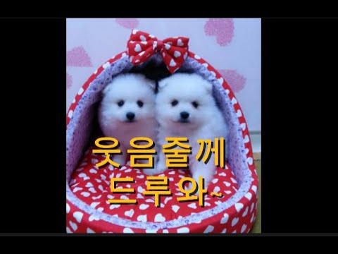 장난꾸러기 #폼피츠 너무 귀엽게 노는 동영상 총집합 #pompitz #puppyvideo - YouTube