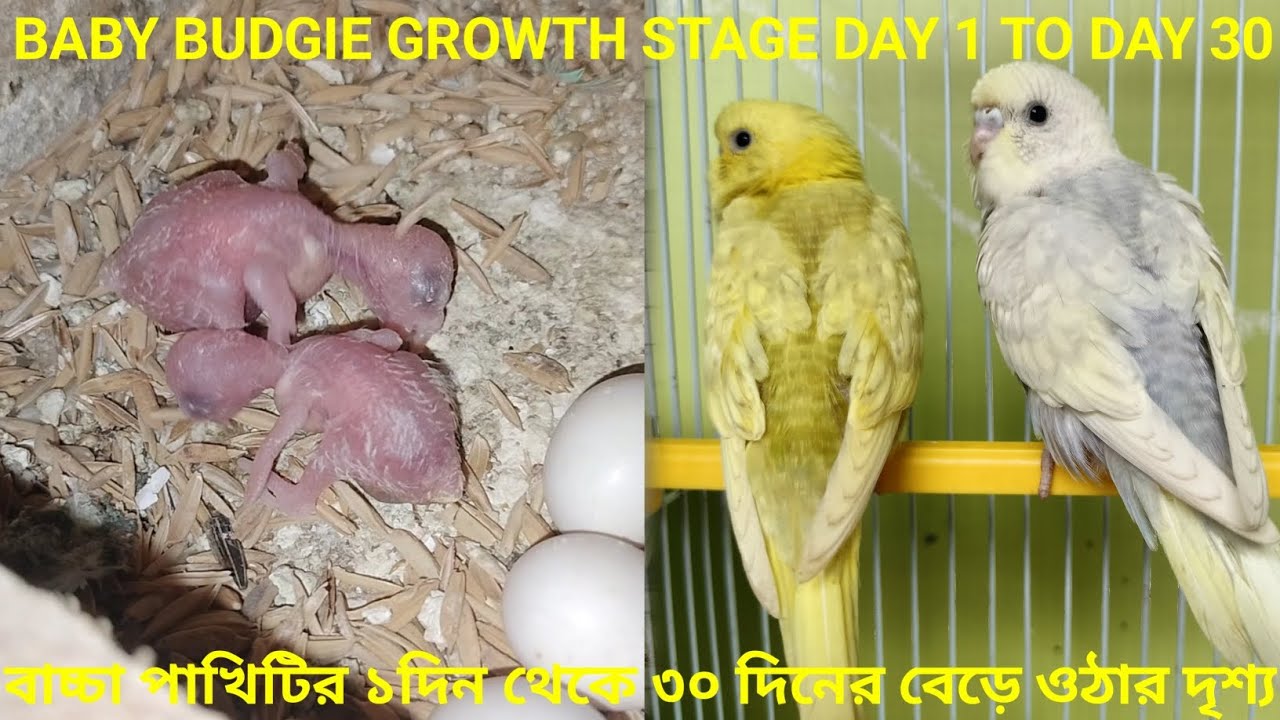 BUDGIE GROWTH STAGES | First 30 days of Babies timelapse #budgienation ...