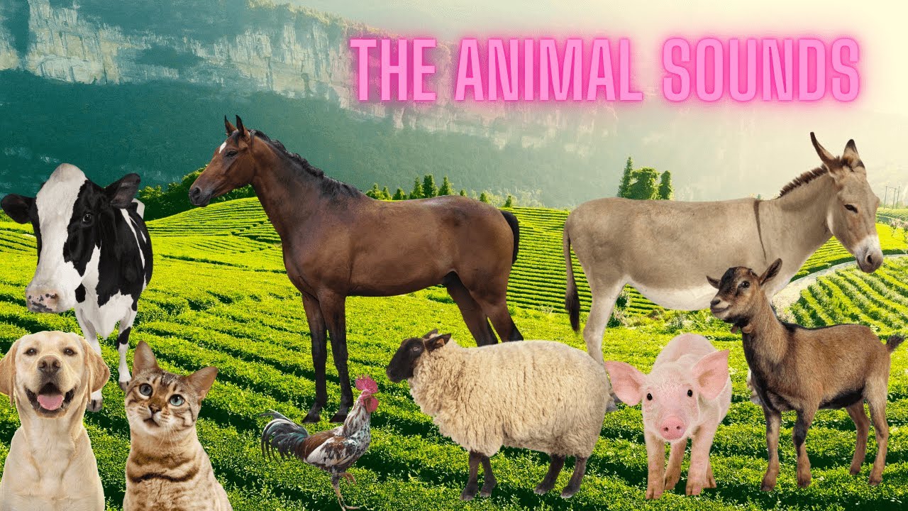 Funny farm animal moments: Cow, chicken, duck, horse, cat, sheep ...