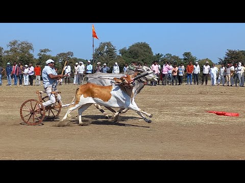 Bulgadi race Neemgaon. All wingies of the first round.oxrace. Neemgaon Race.Bailagda Shryat Neemg...