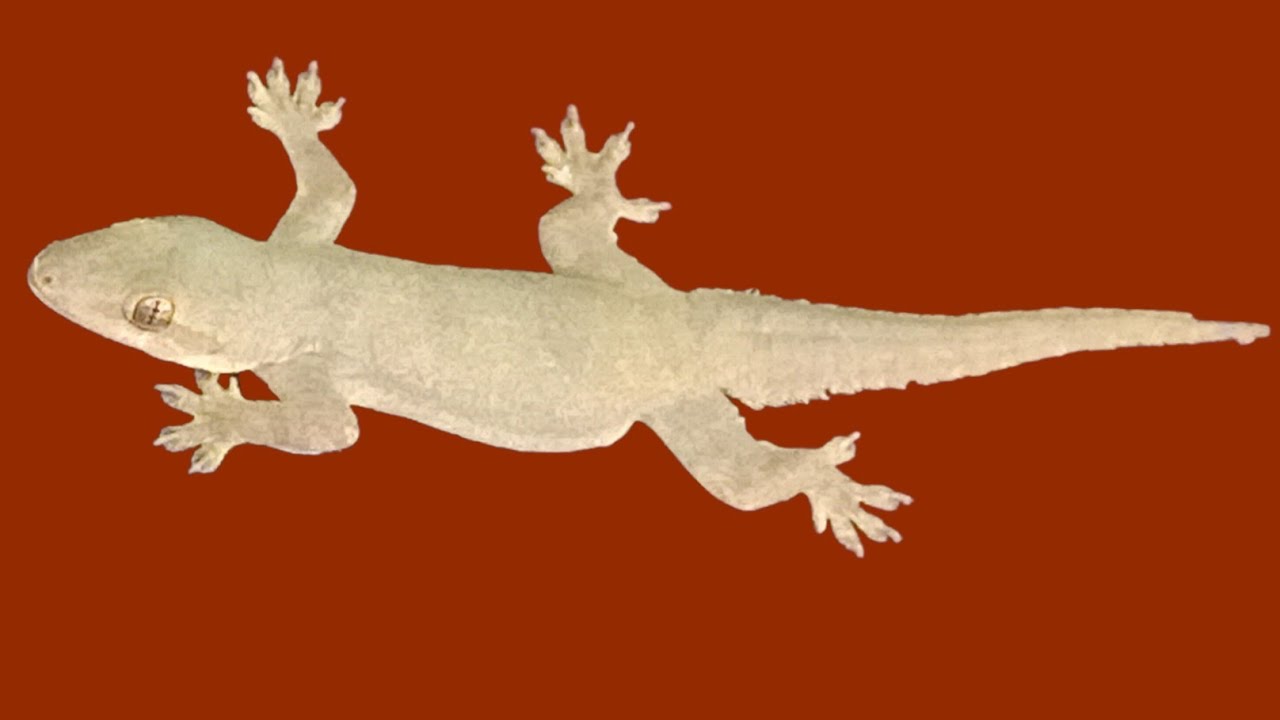 berburu cicak kampung - cicak besar berwarna coklat - suara cicak besar ...