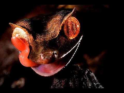 HEBOH !! Tokek SILUMAN Berekor Dedaunan Hijau !! - YouTube