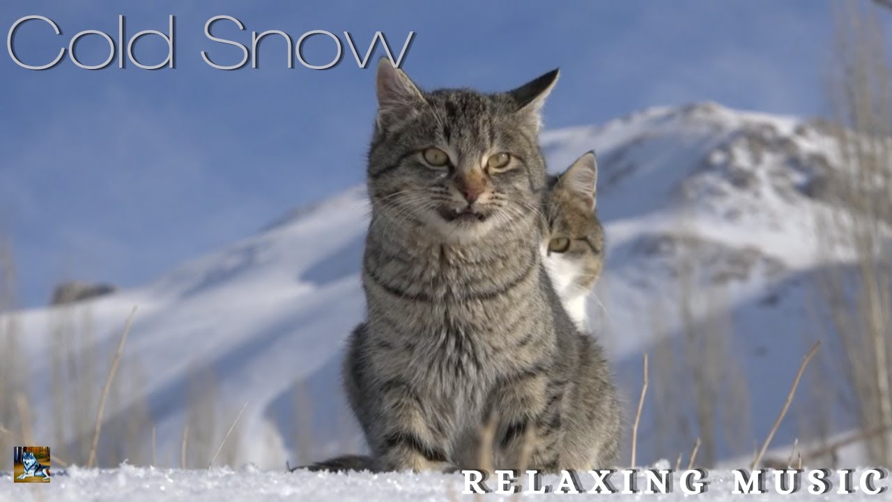 Cold snow | Calm, Relaxing, Cold music - YouTube