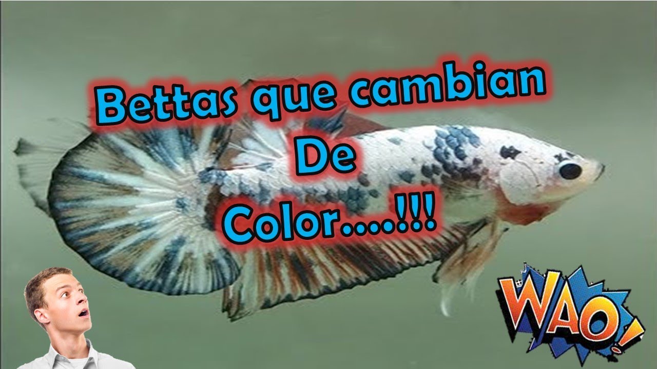 Bettas Mármol - ¿Por que Cambian de colores? (Origen Genético y Mas ...