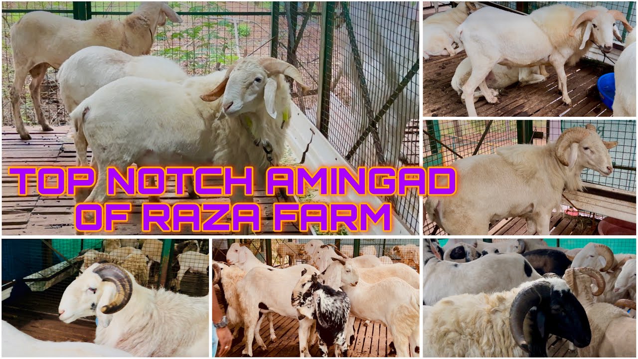 Top Notch Amingad Sheep of Raza Farm | Exotic Beautiful animals at ...