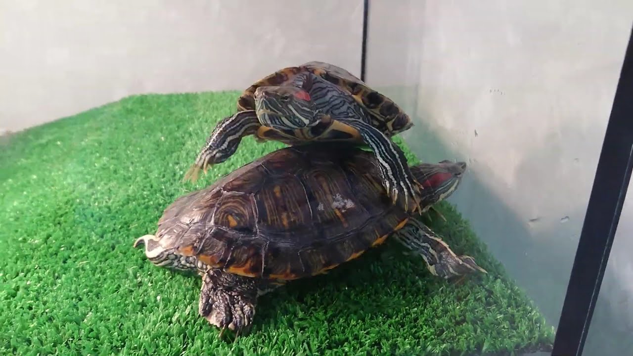 Turtle rave - YouTube