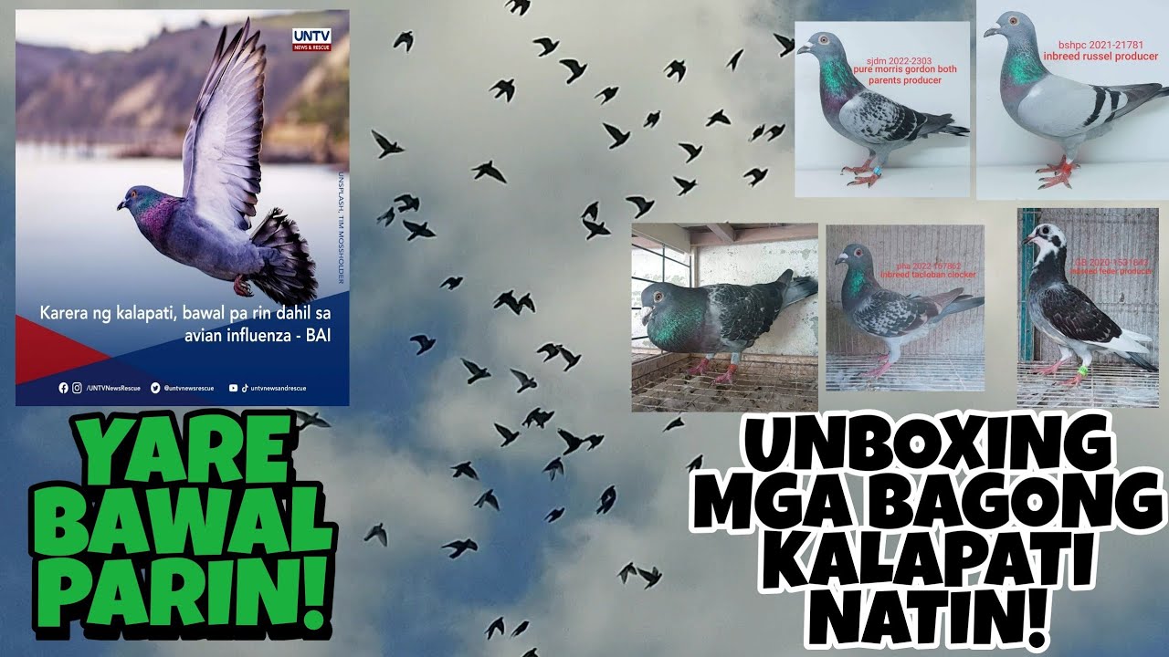 KARERA NG KALAPATI BAWAL PADIN KAYA RONDA NALANG MUNA, UNBOXING MGA ...