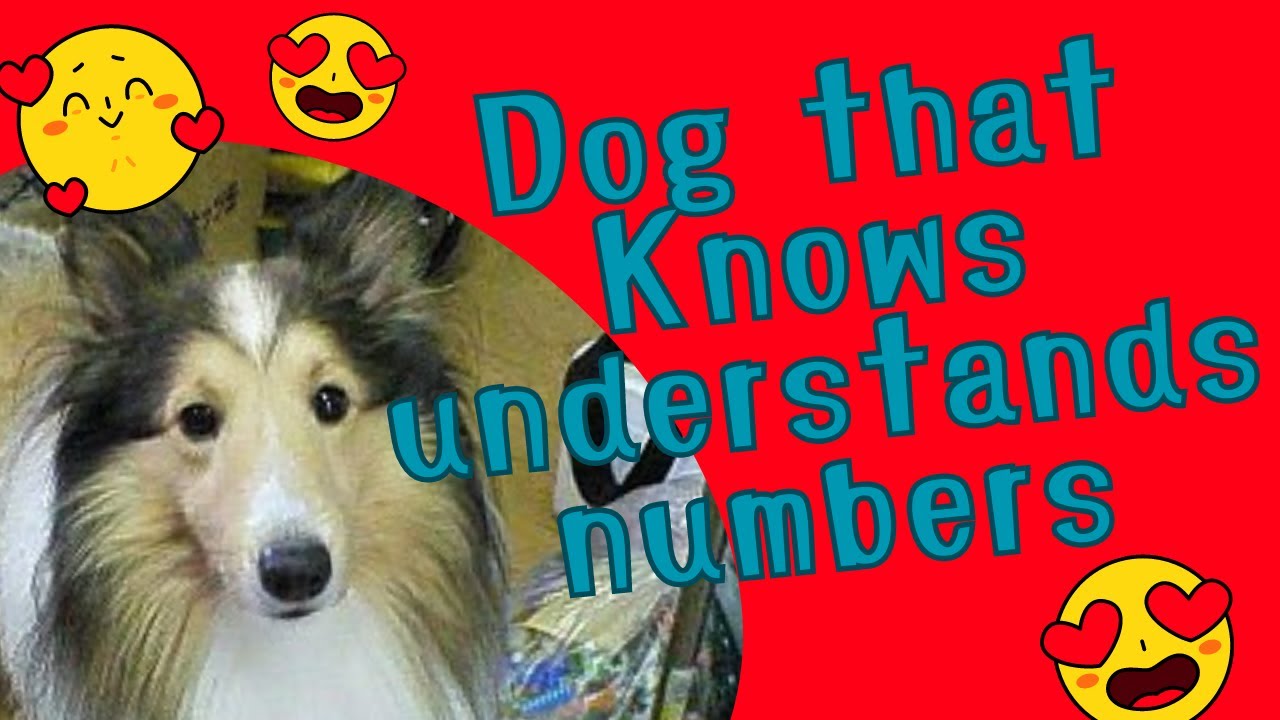 Do that understands numbers and wink. - YouTube
