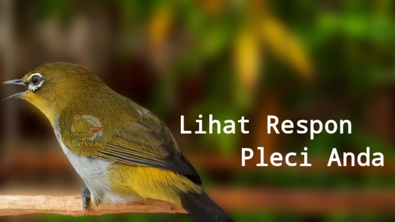 Bustomi Betina Mapan ⁉️ Call Pleci Betina Memancing Bunyi Burung Pleci ...