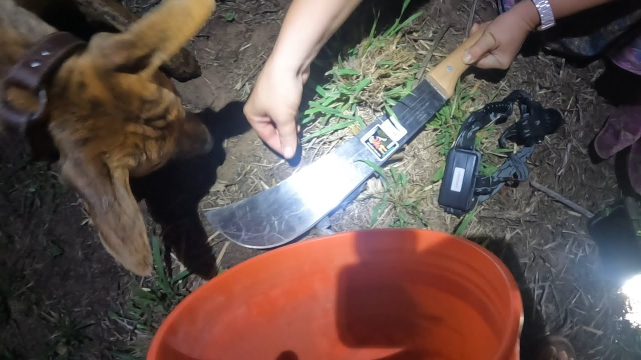 Hunting LAND CRABS With crab hunting dogs in ISLOTE Puerto Rico ...