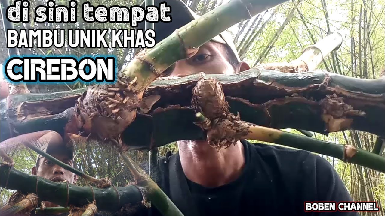 PENEMU4N,BAMBU YAN6 TERBELAH DAN MELIPAT KARYA ALAM, KUASA ALLAH SWT ...