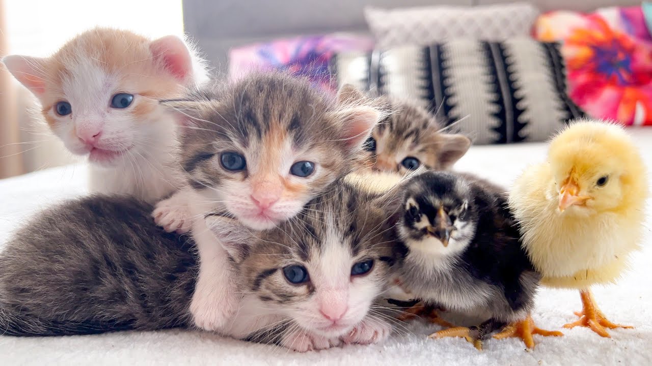 Baby Kittens and Tiny Chicks [Cuteness Overload] - YouTube