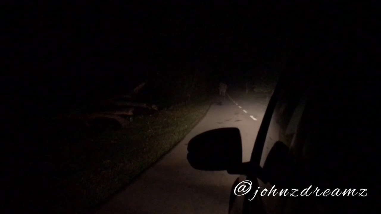Night Kings | Wild Elephants Encounter | Forest Night Drive | Pulpally ...