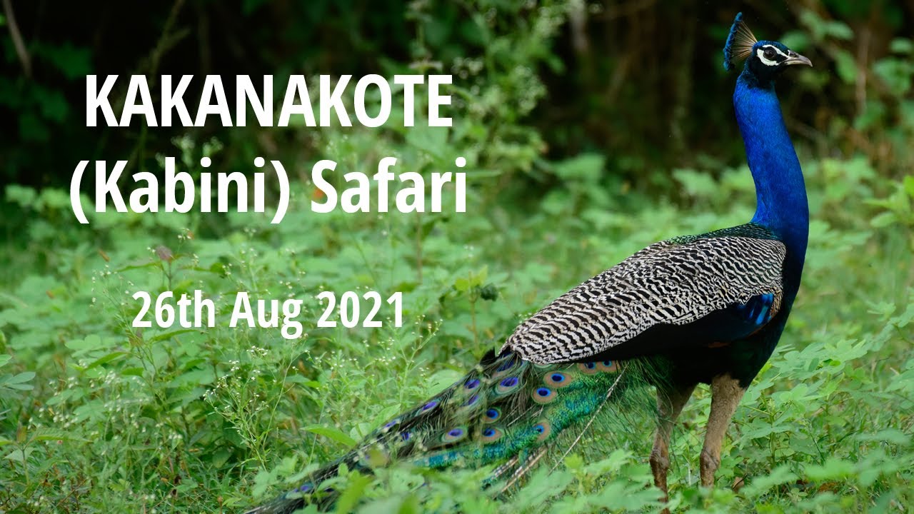 KAKANAKOTE (KABINI) SAFARI 26 AUG 2021 - YouTube