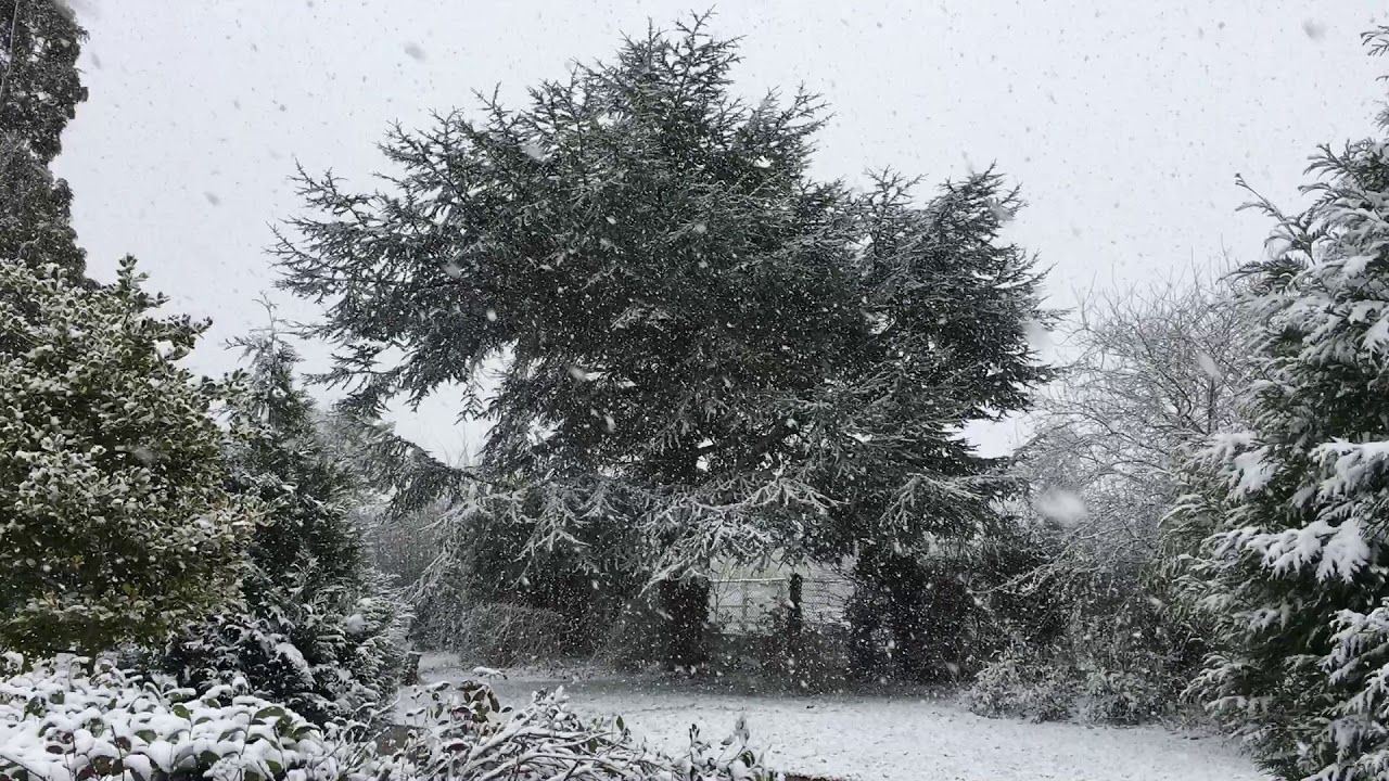 Blue Atlas cedar - tree in the snow - March 2018 - YouTube