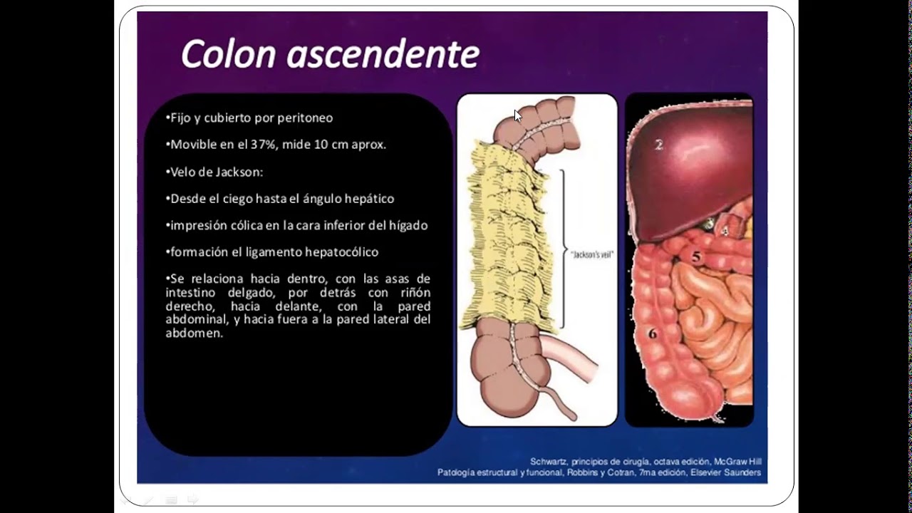 PATOLOGIA QUIRURGICA DE COLON I PARTE 1 - YouTube