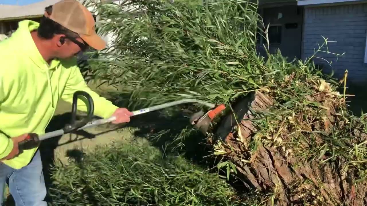 Tree trimming with a edger - YouTube