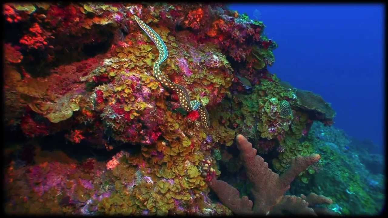 Scuba Diving with Sea Saba 2013 (Part II) HD - YouTube