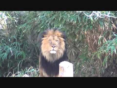 Funny! - Lion annoyed by loud kid stares back at Smithsonian National ...
