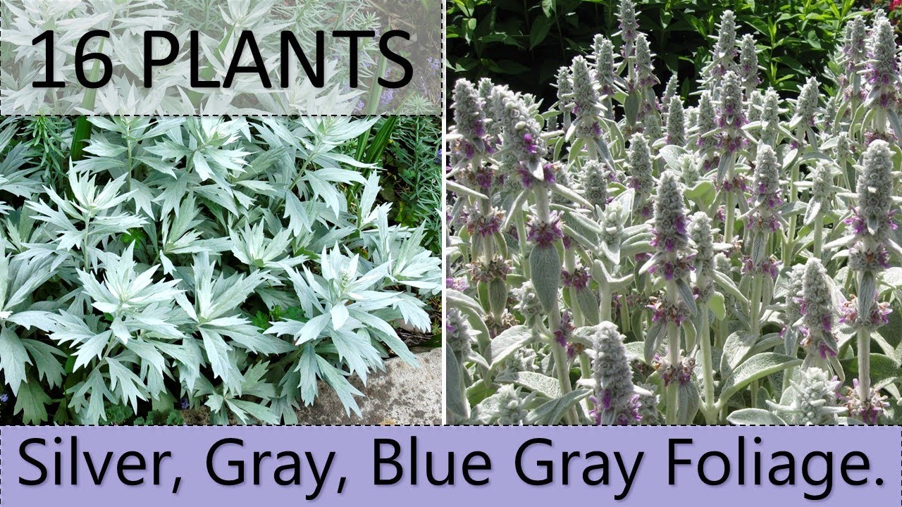 16 Beautiful Plants with Silver or Gray Foliage for the Southern Garden ...