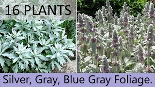 16 Beautiful Plants with Silver or Gray Foliage for the Southern Garden.