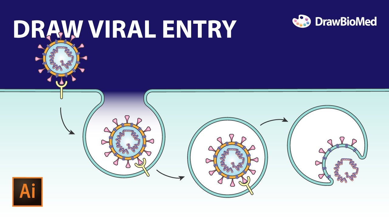 Draw Viral Entry | Graphical Abstract | Scientific Illustration | Adobe ...