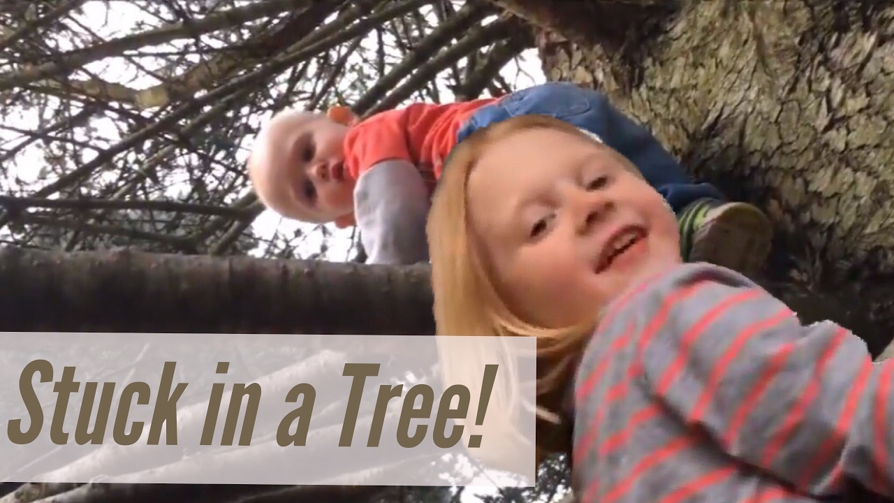 Stuck in a Tree - YouTube