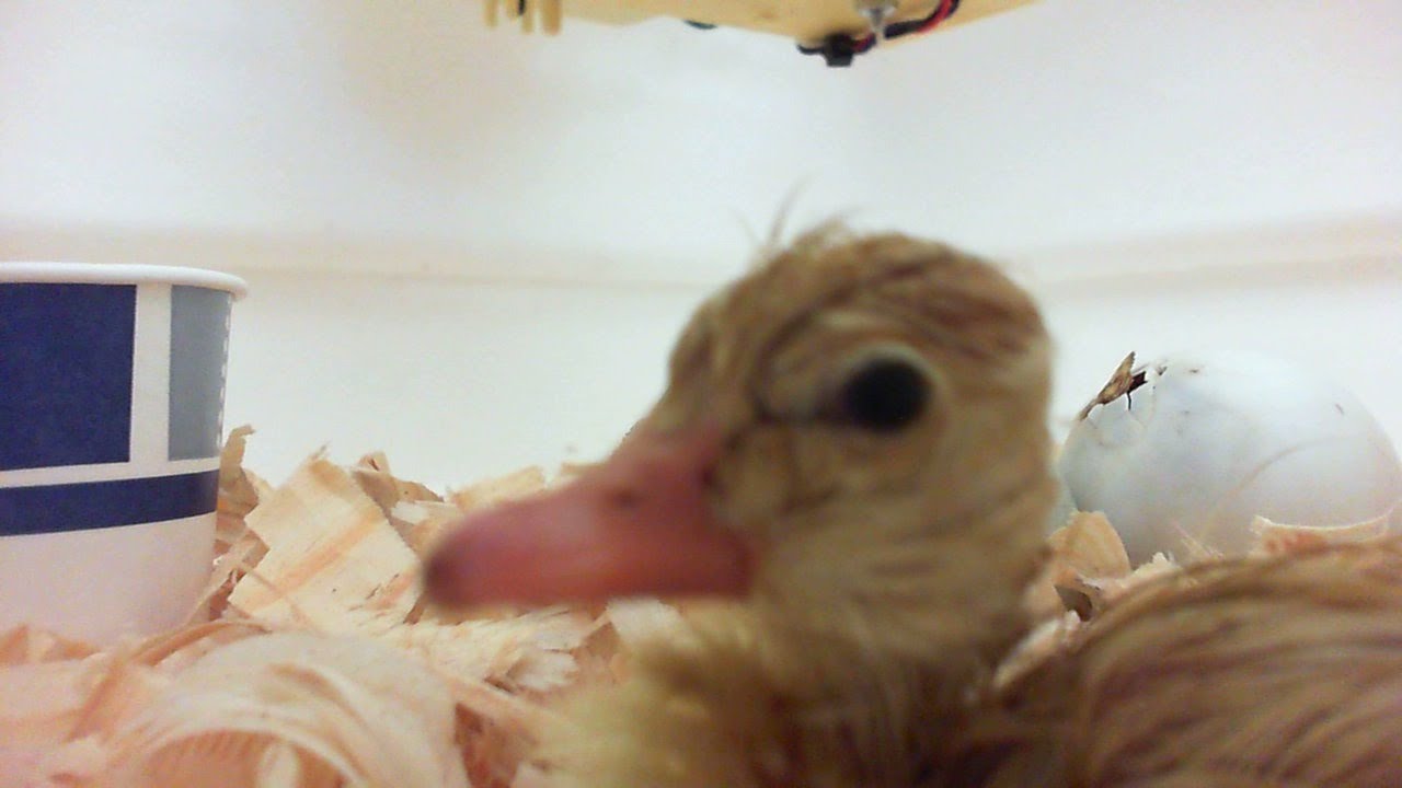 BBHMS DUCK HATCH Pt3 - YouTube