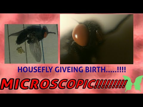 Housefly giving birth....MICROSCOPIC !!!!! - YouTube