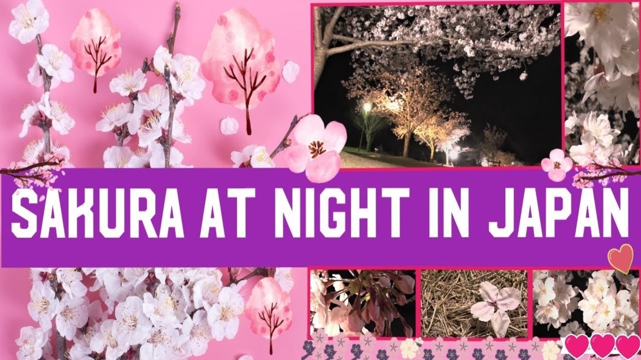 Sakura at Night in Japan | Cherry Blossoms Viewing - YouTube